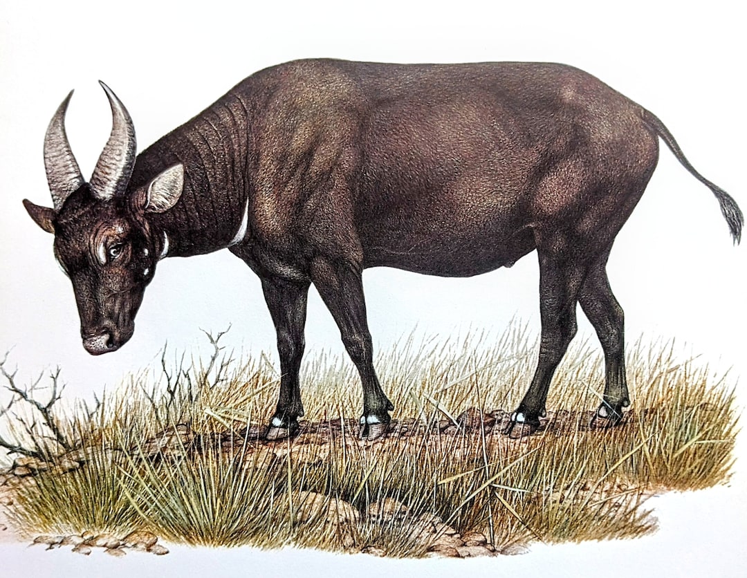 1970 Tamaraw Vintage Print Animals in Danger of Extinction - Etsy