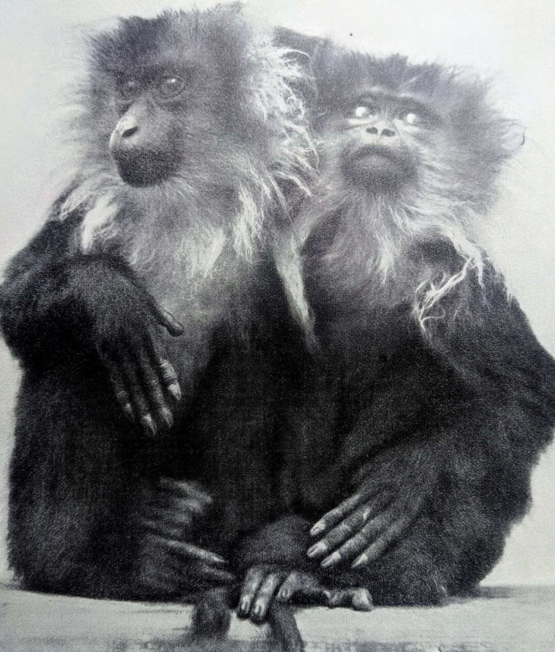 1955 Lion-tailed Macaques Vintage Print - Wanderoos - Old World Monkey ...