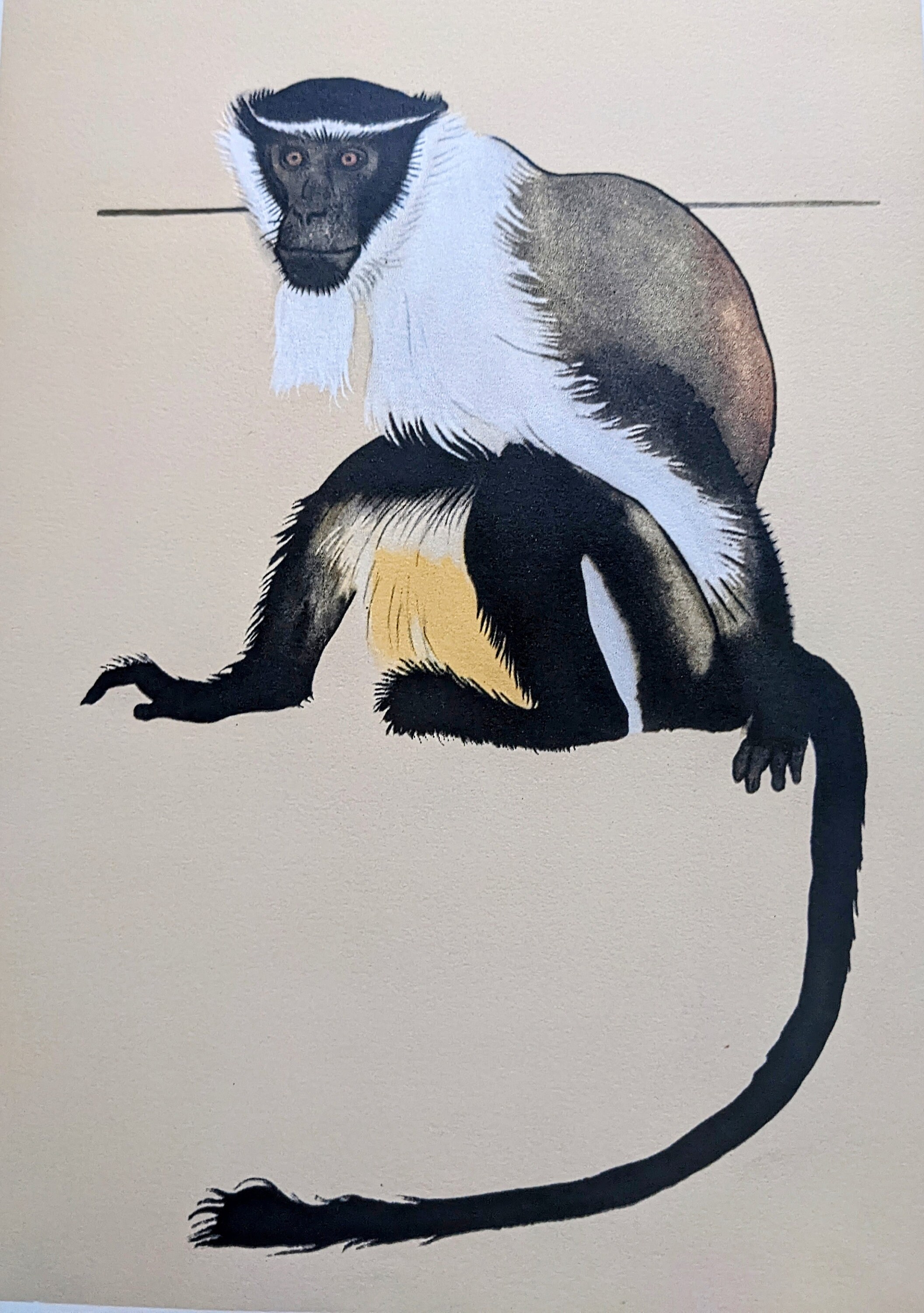 1937 Male Diana Monkey Original Vintage Print - Monkey - Primatology ...
