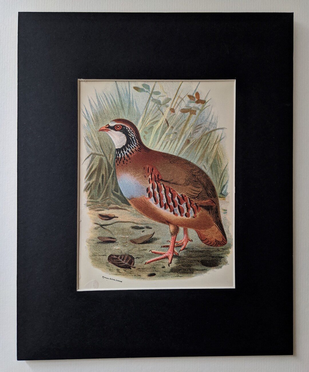 1896 Spanish Red-legged Partridge Antique Print Ornithology Game Birds ...