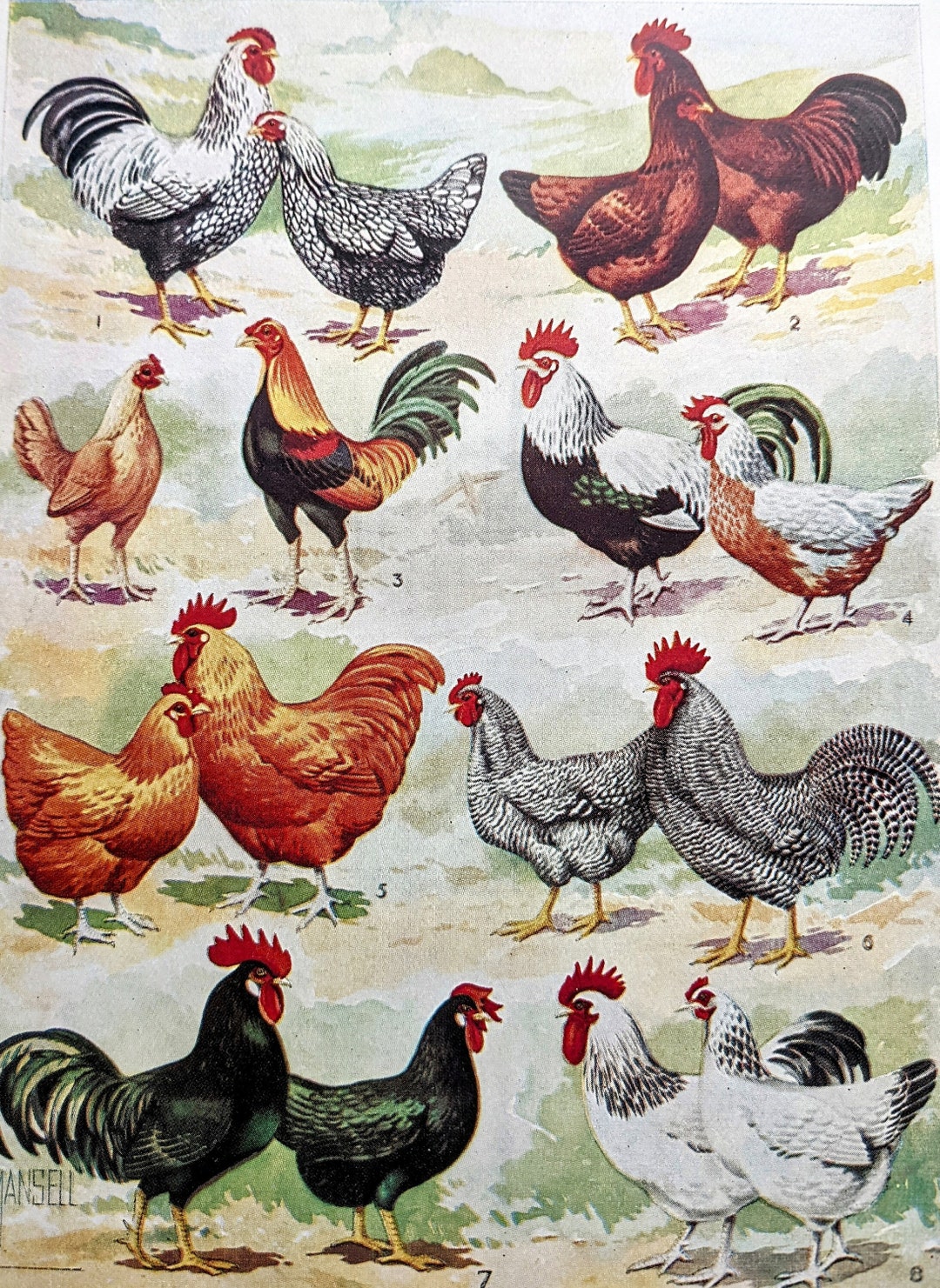 1940 Some Important Breeds of Poultry Original Vintage Print ...