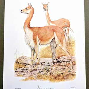1970 Vicuna - Vintage Print - Natural History of Animals in Danger of ...