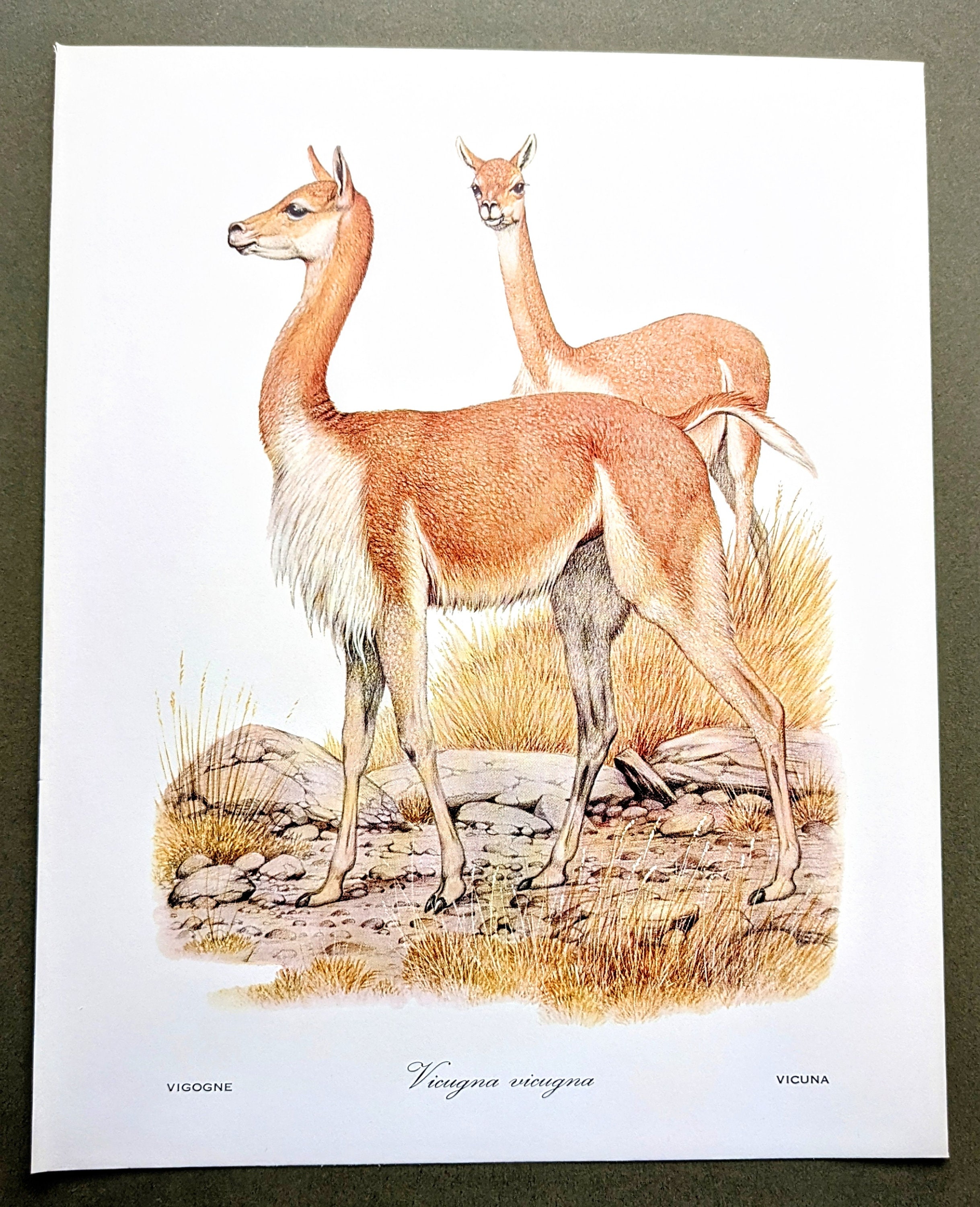 1970 Vicuna - Vintage Print - Natural History of Animals in Danger of ...