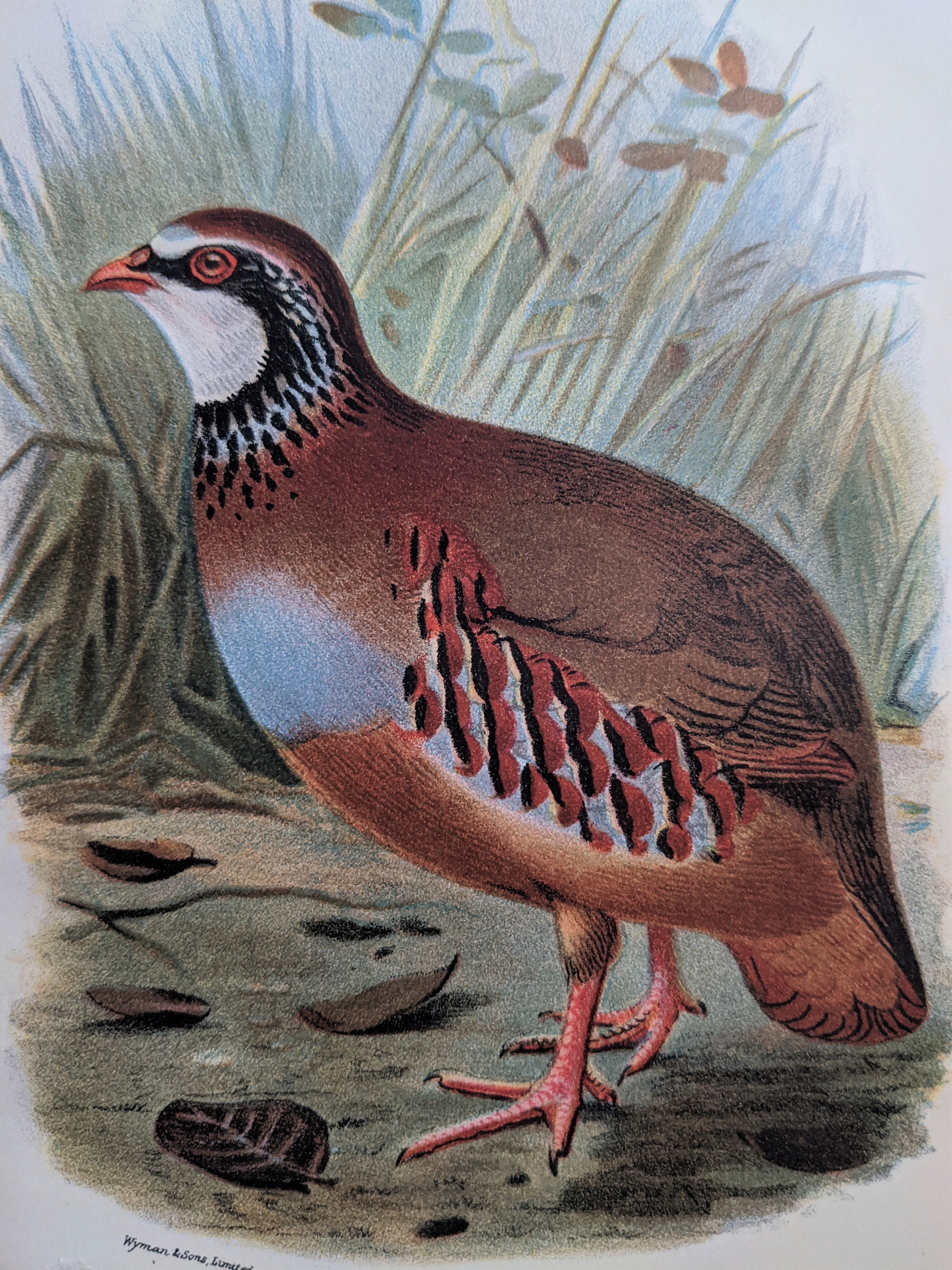 1896 Spanish Red-legged Partridge Antique Print Ornithology - Etsy