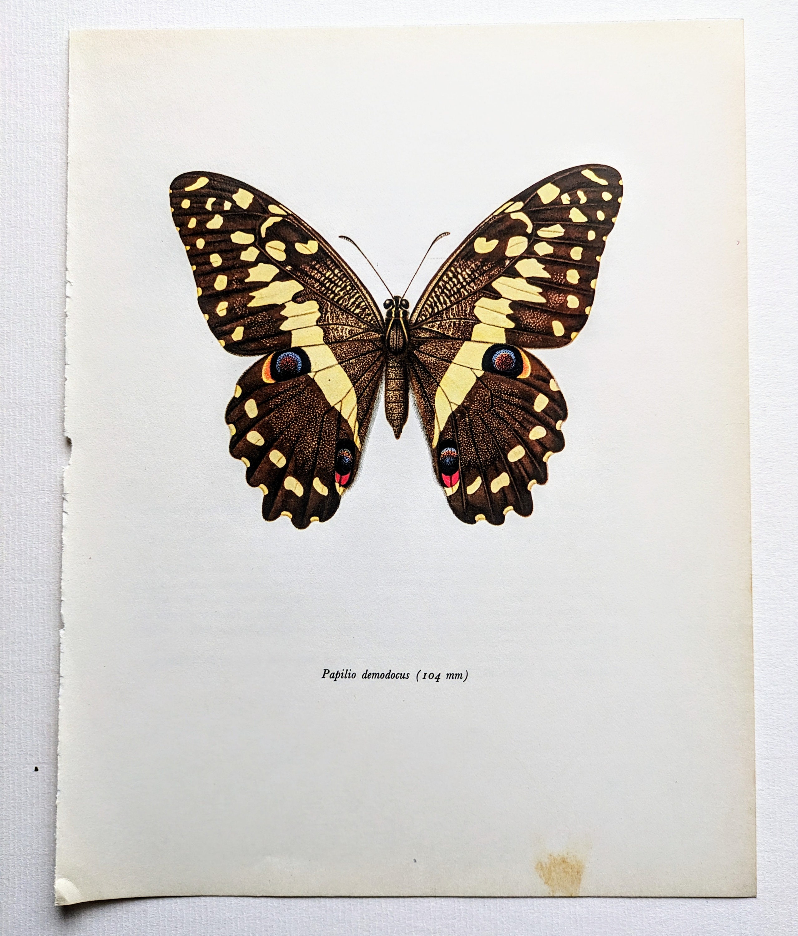 1963 Papilio Demodocus Vintage Butterfly Print - Lithograph ...