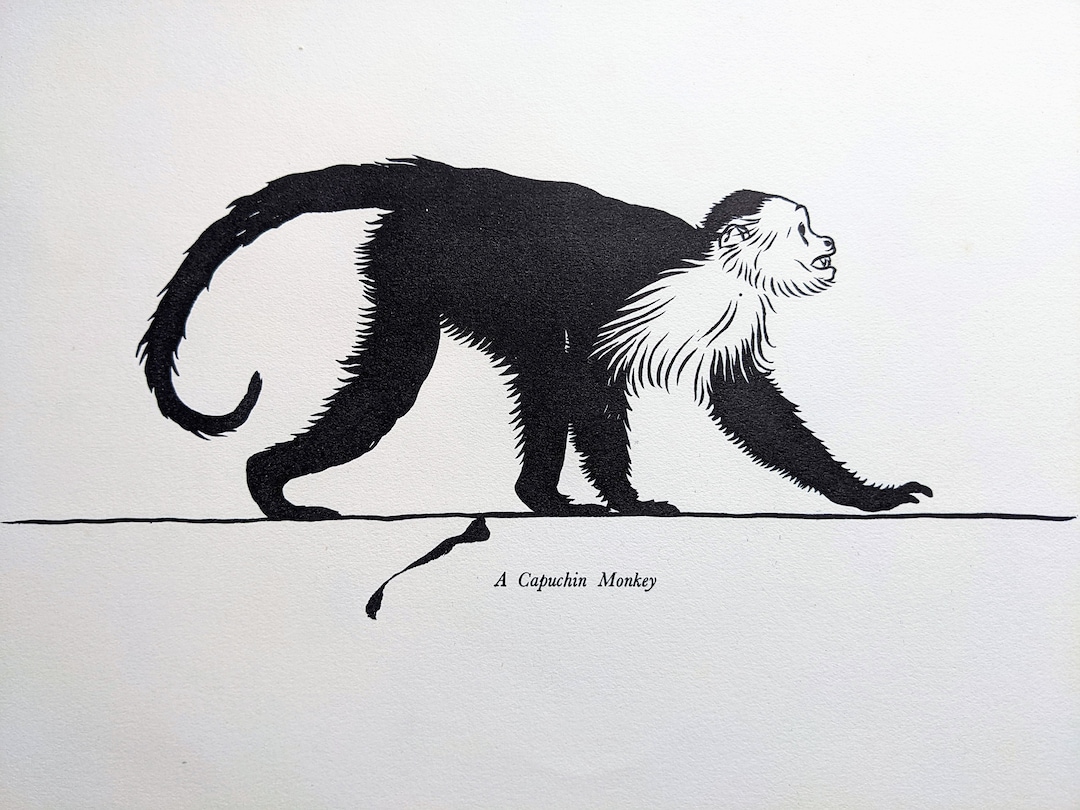 1937 A Capuchin Monkey Original Vintage Print - Monkey - Primatology ...