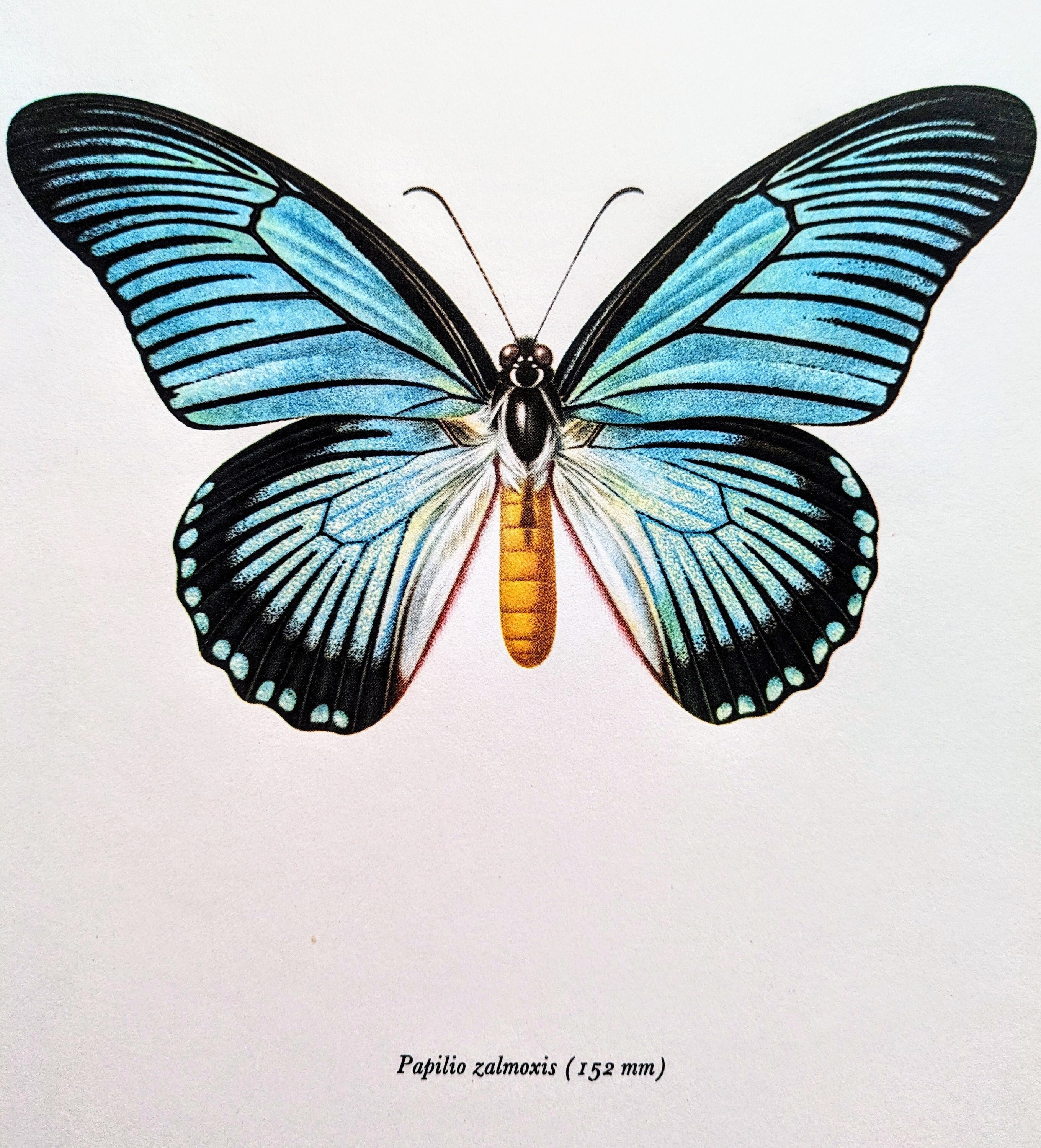 1963 Papilio Zalmoxis Vintage Butterfly Print - Lithograph ...