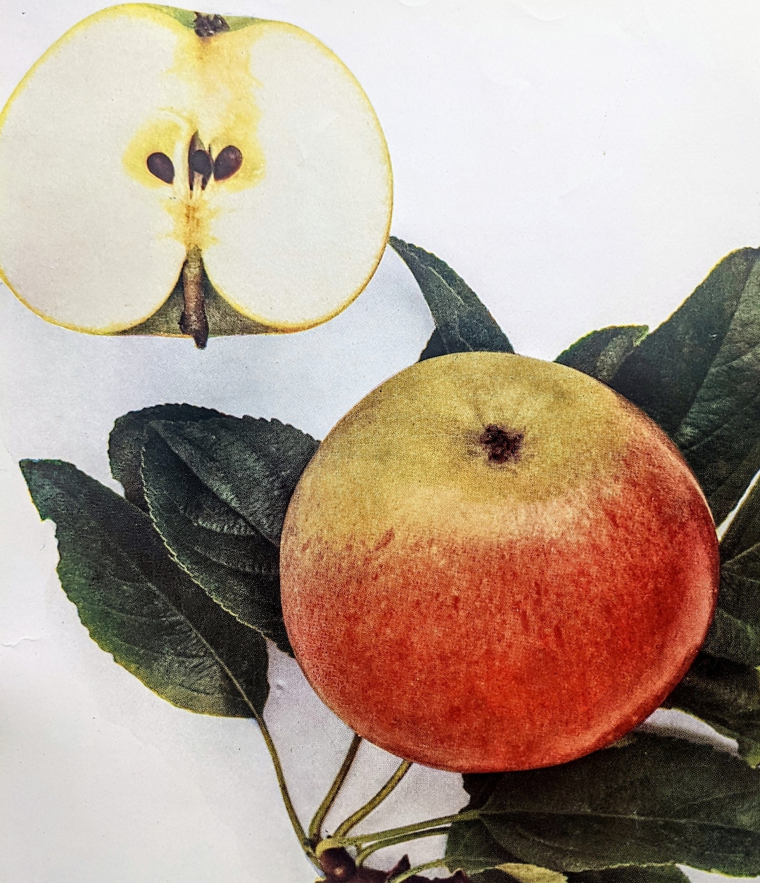 1949 Charles Ross Apple Original Vintage Fruit Print - Botanical Print ...
