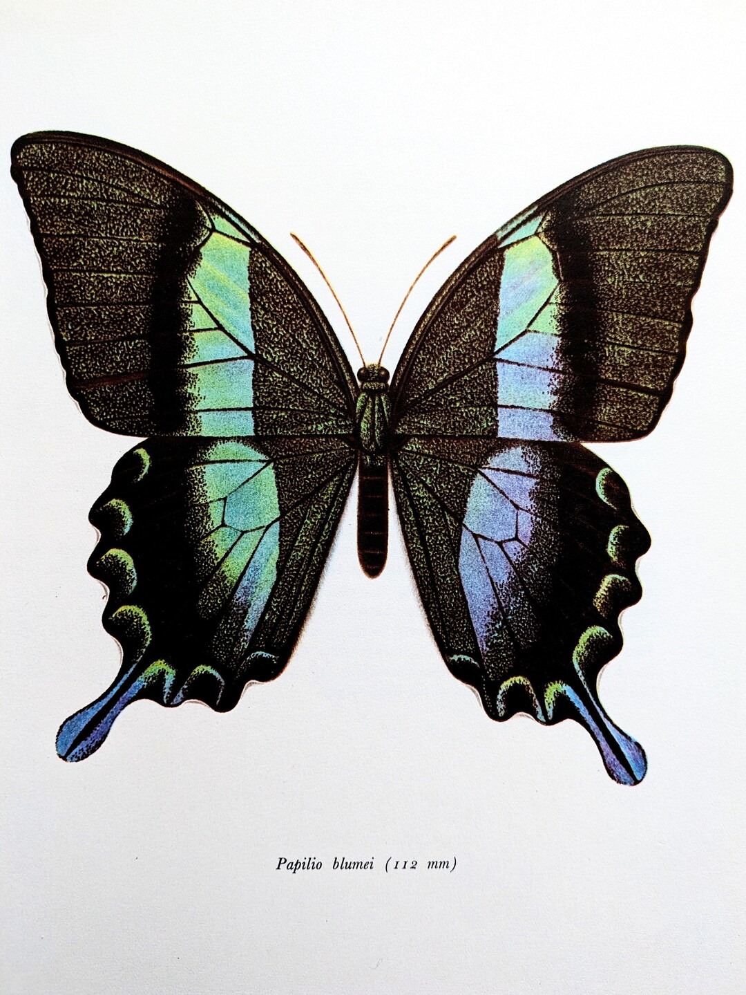 1963 Papilio Blumei Boisduval Vintage Butterfly Print - Lithograph ...