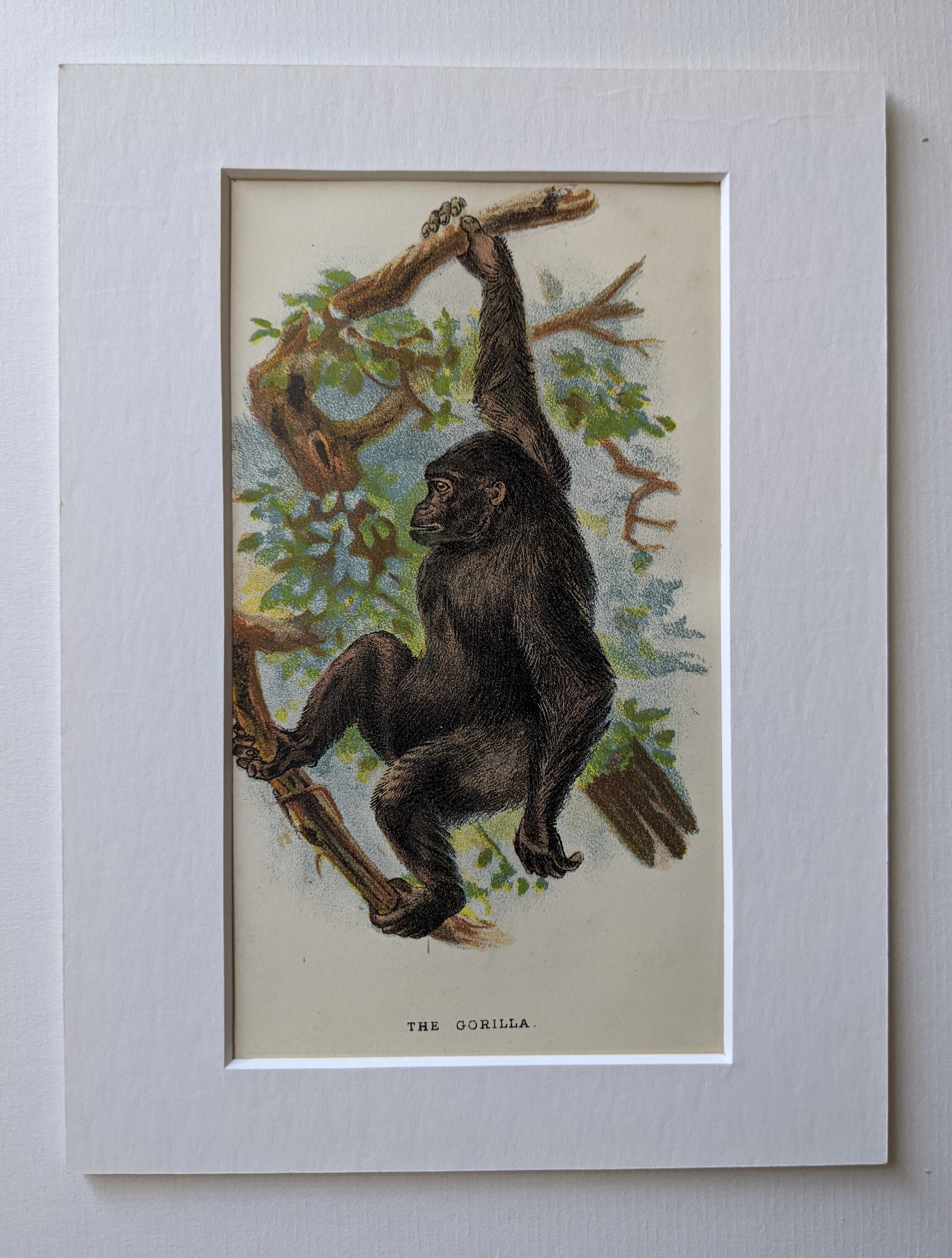 1897 the Gorilla Antique Print Primates Natural History - Etsy