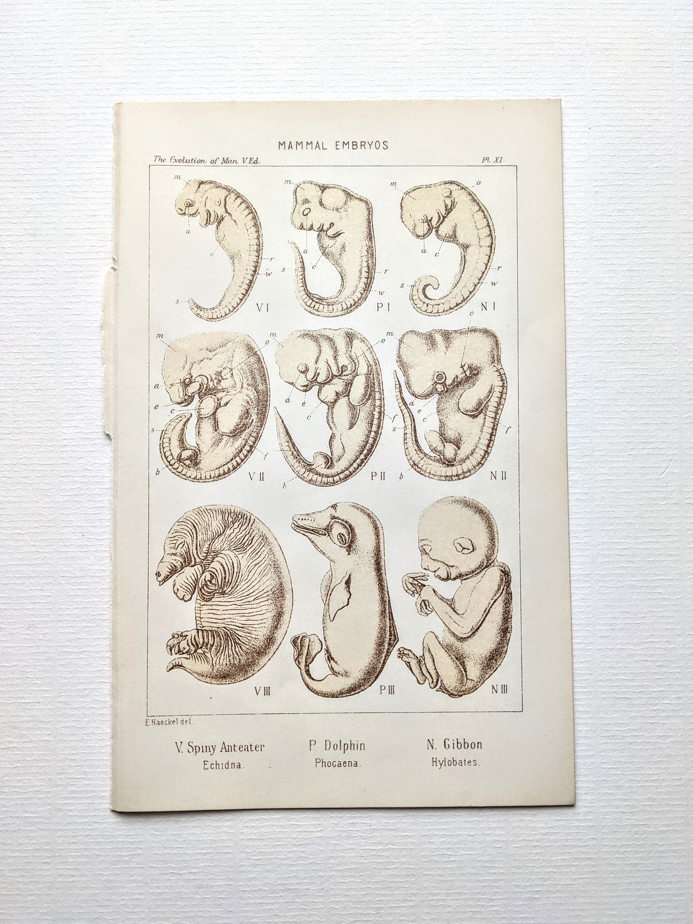1910 Ernst Haeckel Embryos of Three Mammals Antique Print - Etsy