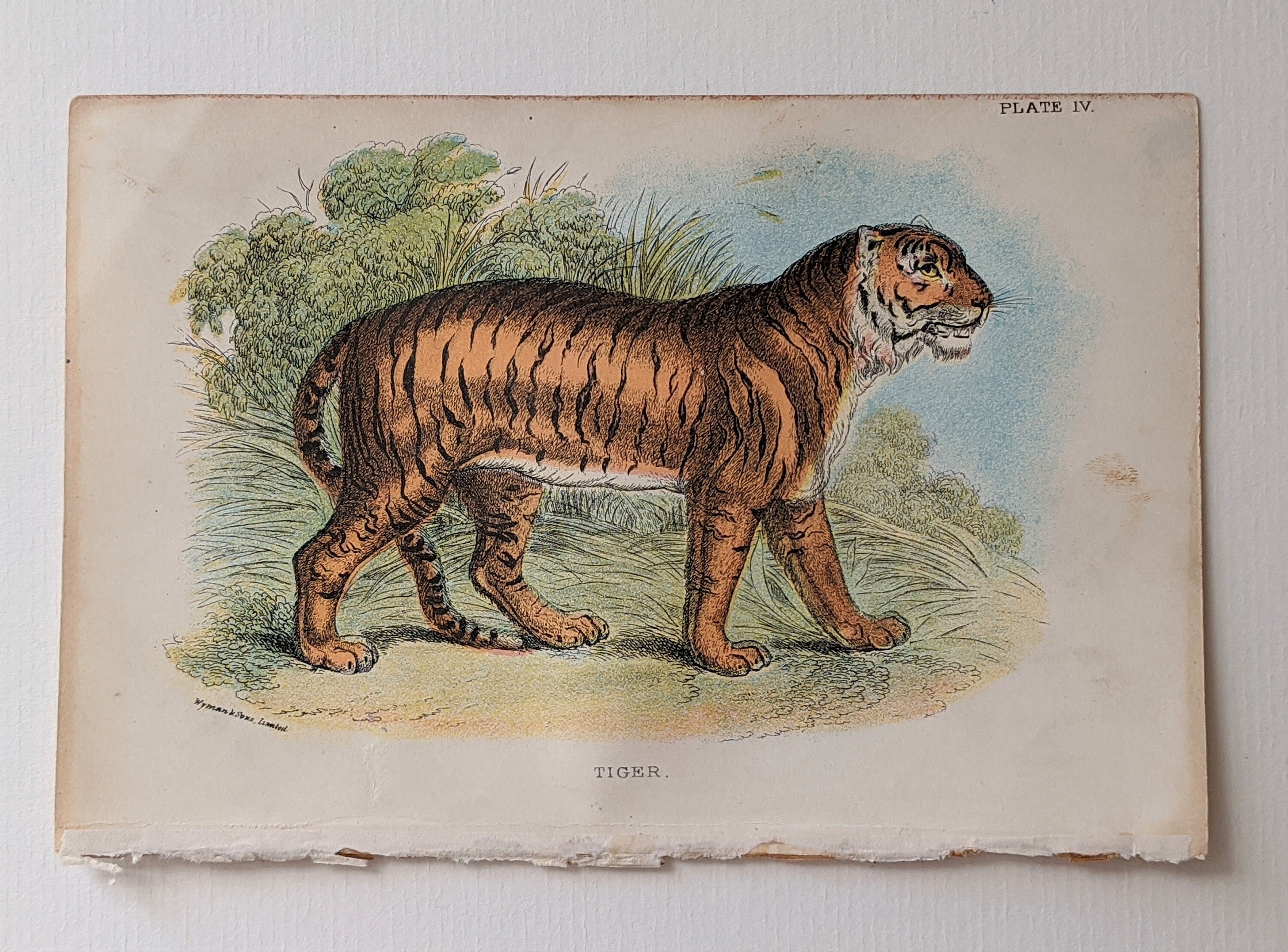 1896 Tiger Original - Vintage Print - Natural History - Cats - Wildlife ...