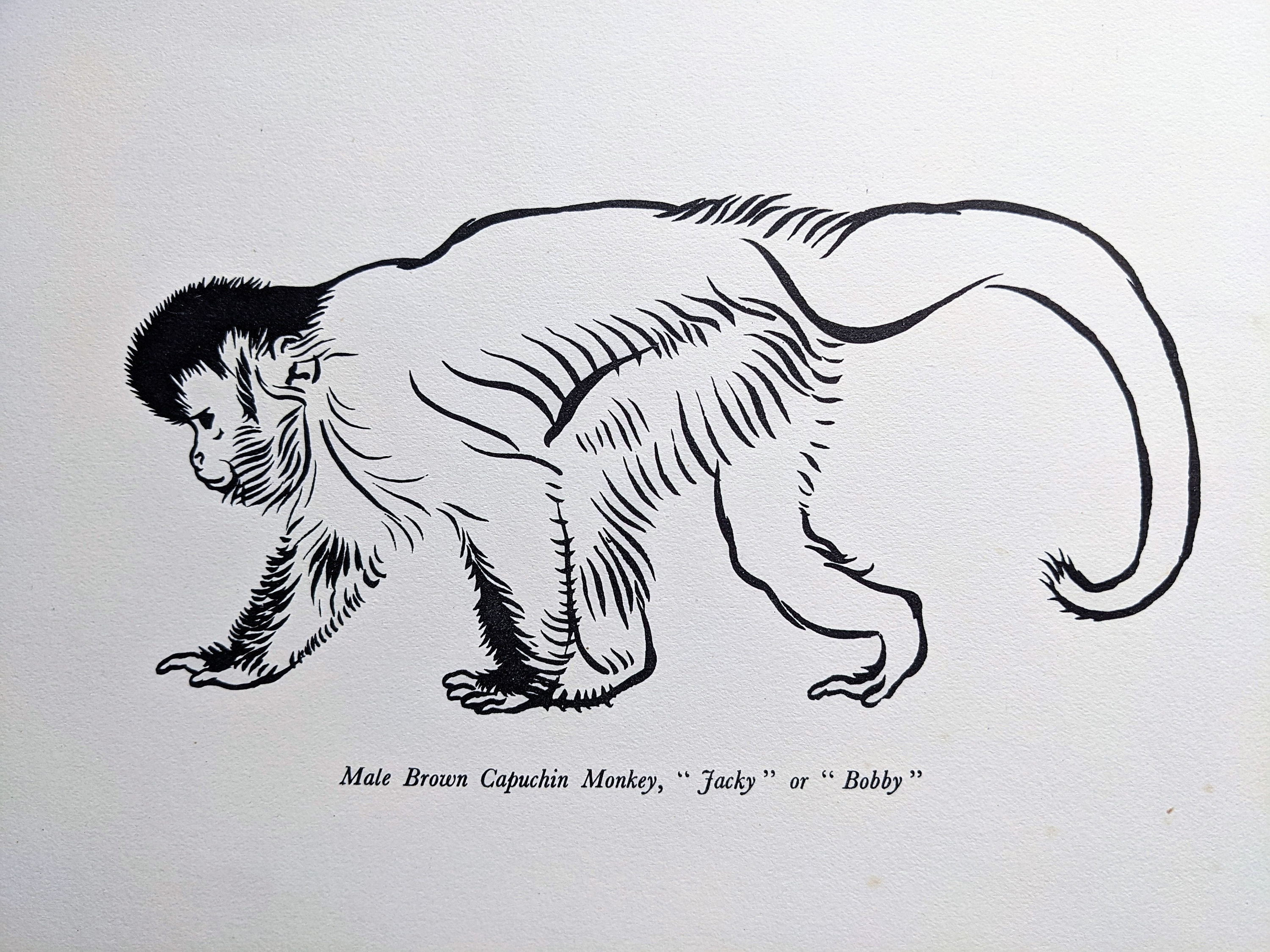 1937 Male Brown Capuchin Monkey," Jacky" or " Bobby" Original Vintage ...