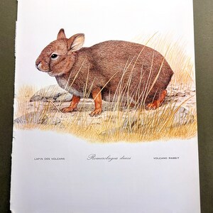 1970 Volcano Rabbit - Vintage Print - Natural History of Animals in ...