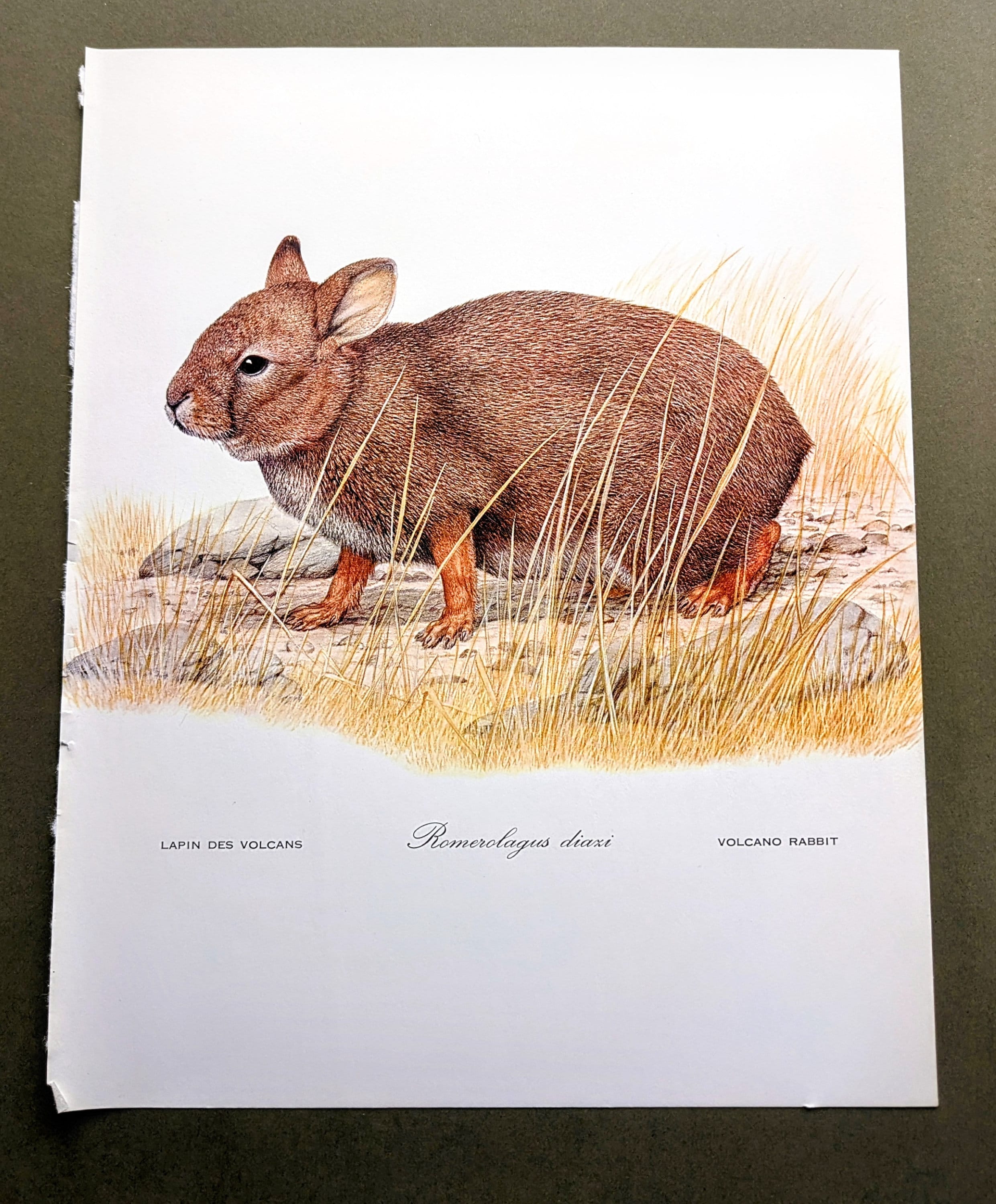 1970 Volcano Rabbit Vintage Print Natural History of Animals in Danger ...