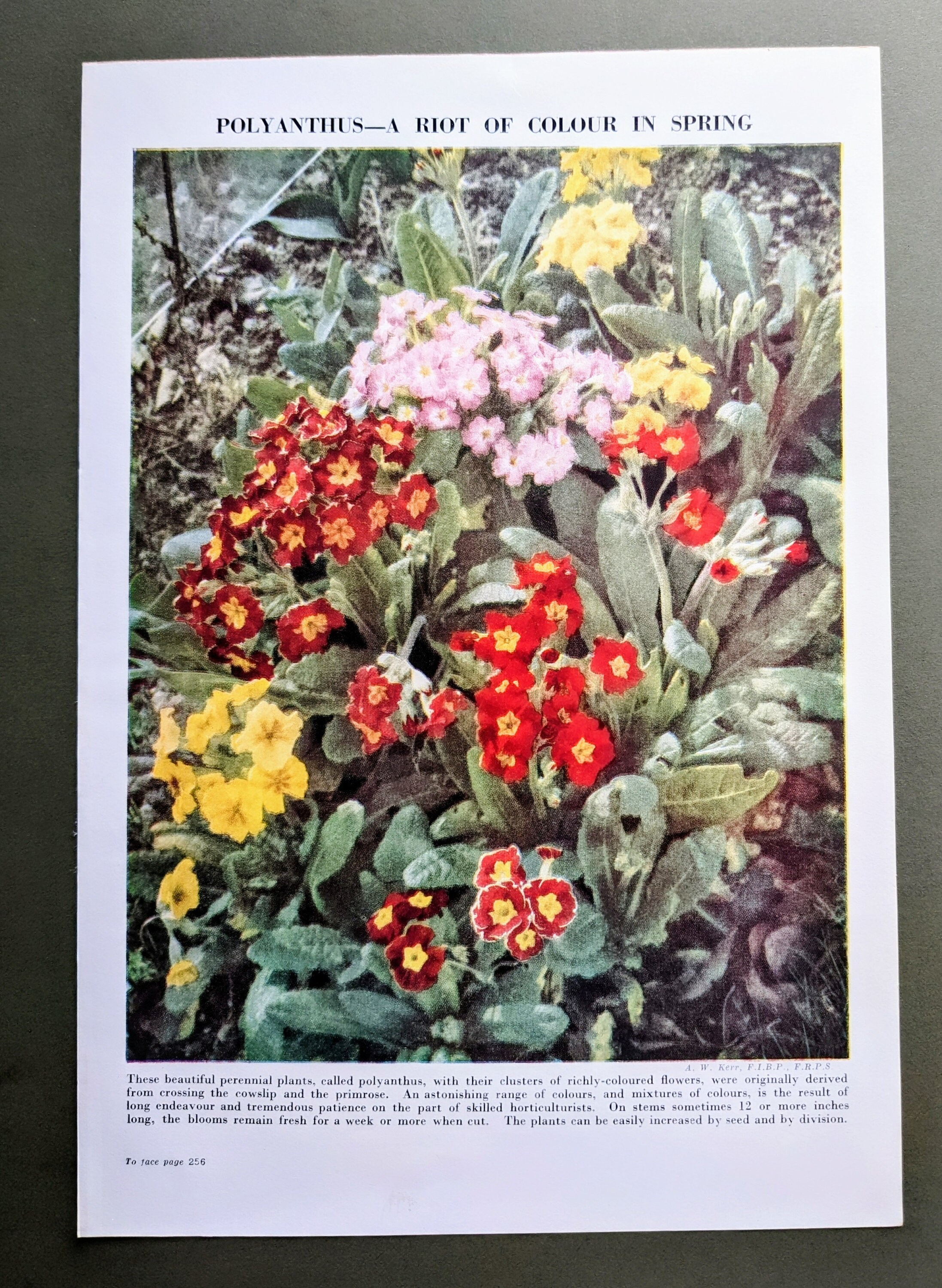 1940 Polyanthus a Riot of Colour in Spring Original Vintage Print ...