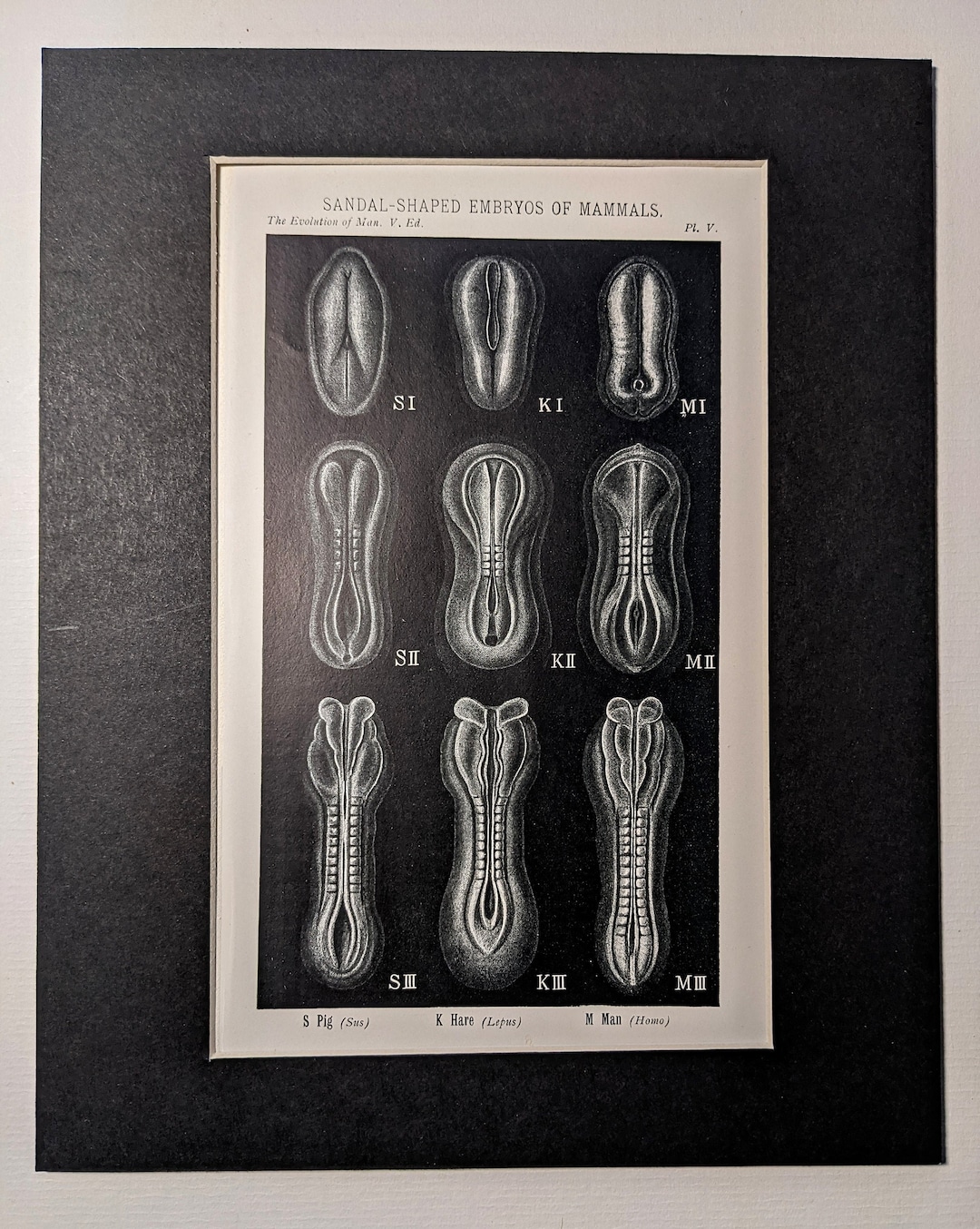 1910 Ernst Haeckel Sandal-shaped Embryos of Three Mammals Antique Print ...
