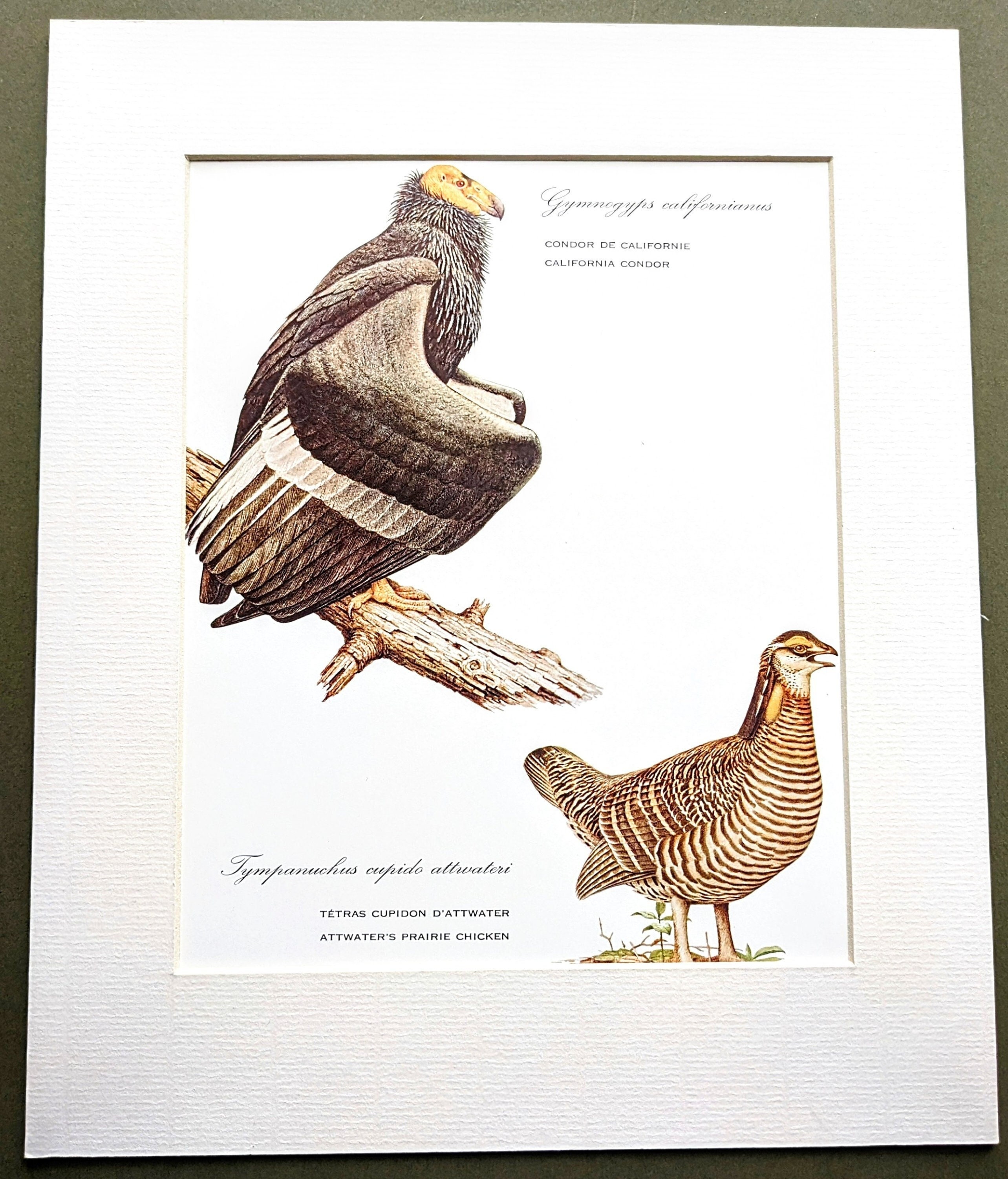 1970 Californian Condor & Attwater's Prairie Chicken - Vintage Print ...