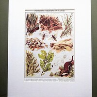 1948 World Map Original French Vintage Print Atlas Cartography Mounted ...