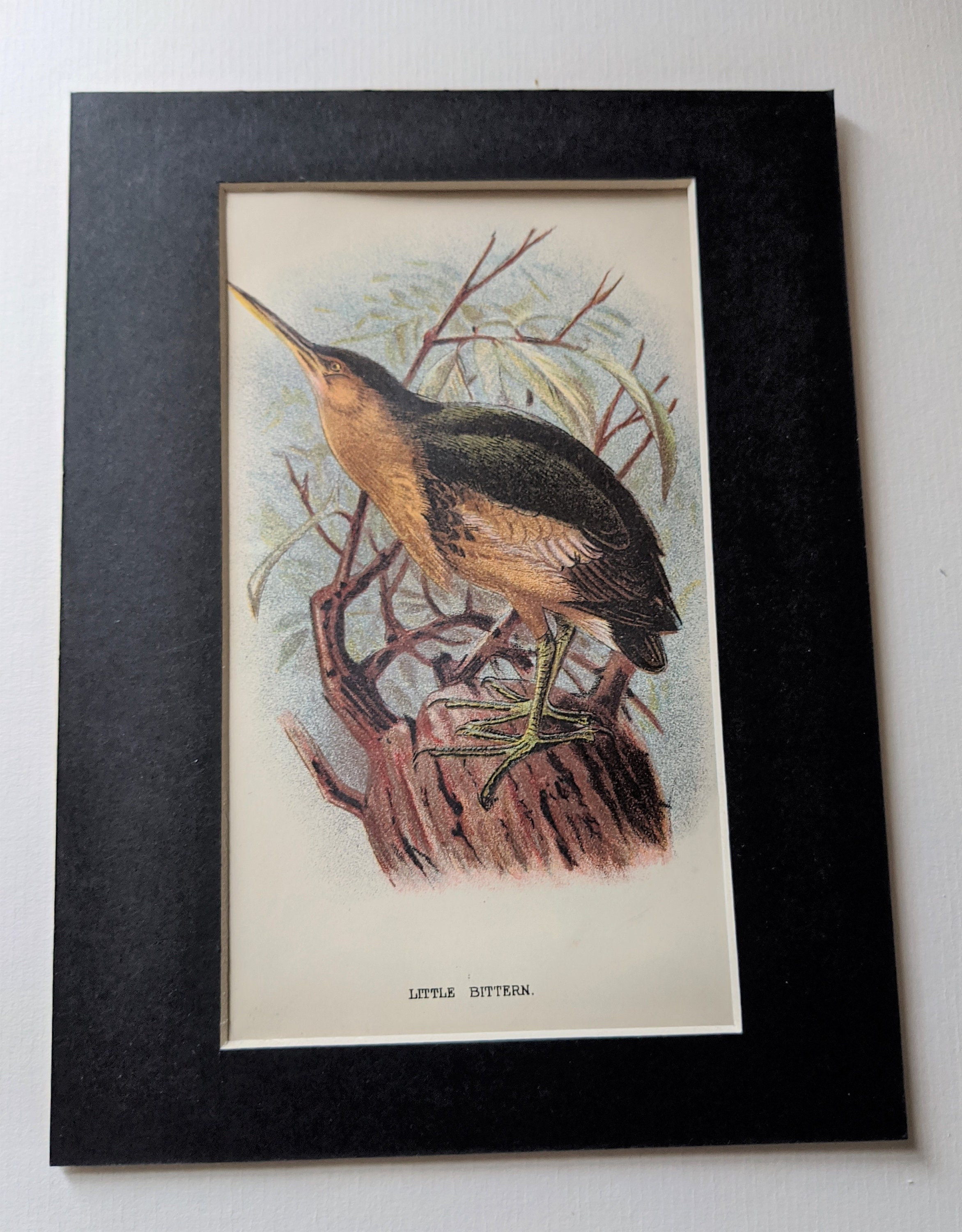 Available Framed Mounted and Matted 1896 Little Bittern Original ...
