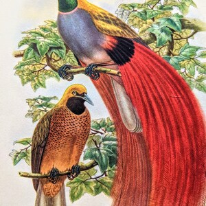 1948 Grey-chested Bird of Paradise (paradisea Decora) Original Vintage ...