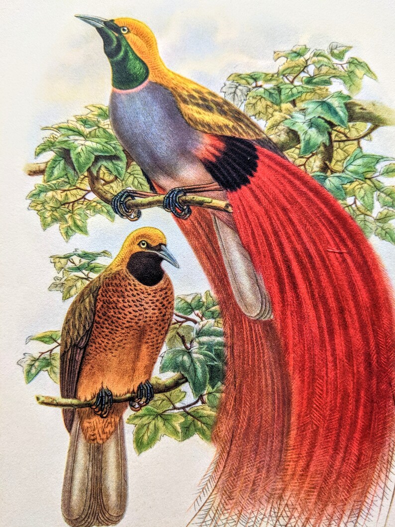 1948 Grey-chested Bird of Paradise (paradisea Decora) Original Vintage ...