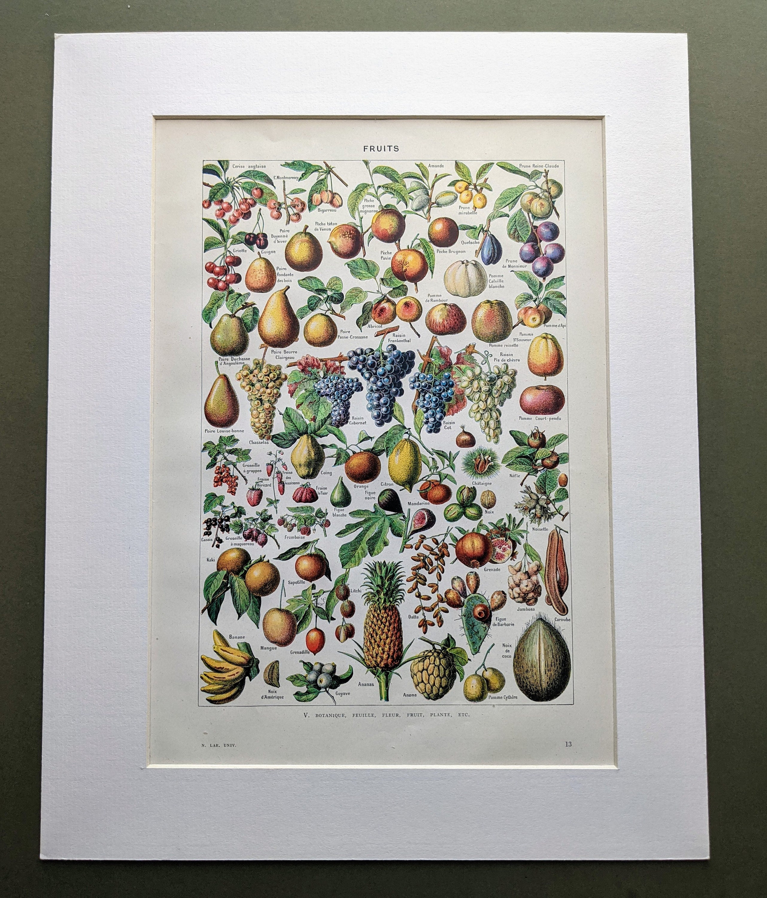 1948 Fruits Original Vintage Print Botanical Pomology Wall Décor - Etsy