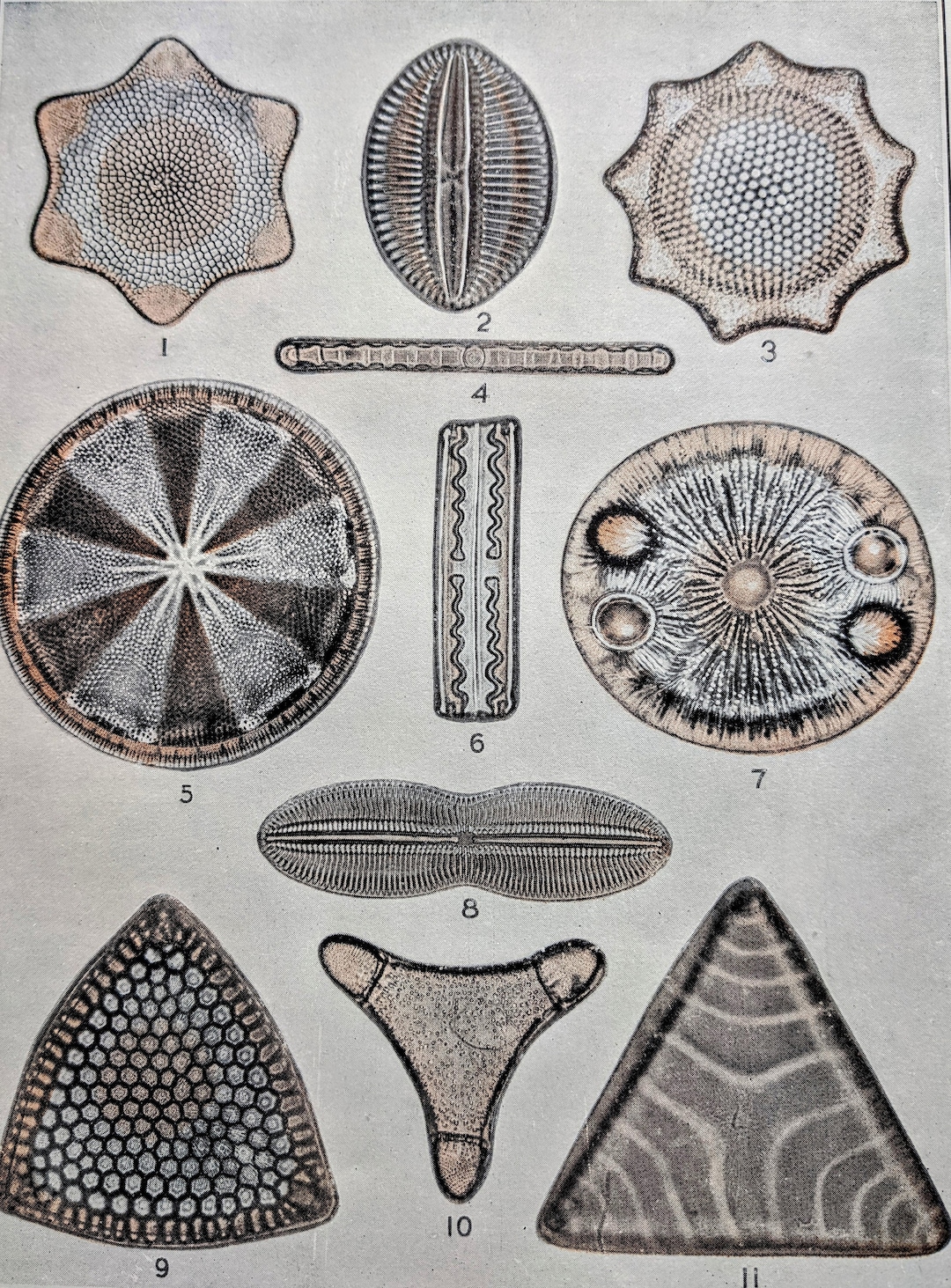 1940 Diatoms Tiny Plants of Exquisite Design Original Vintage Print ...