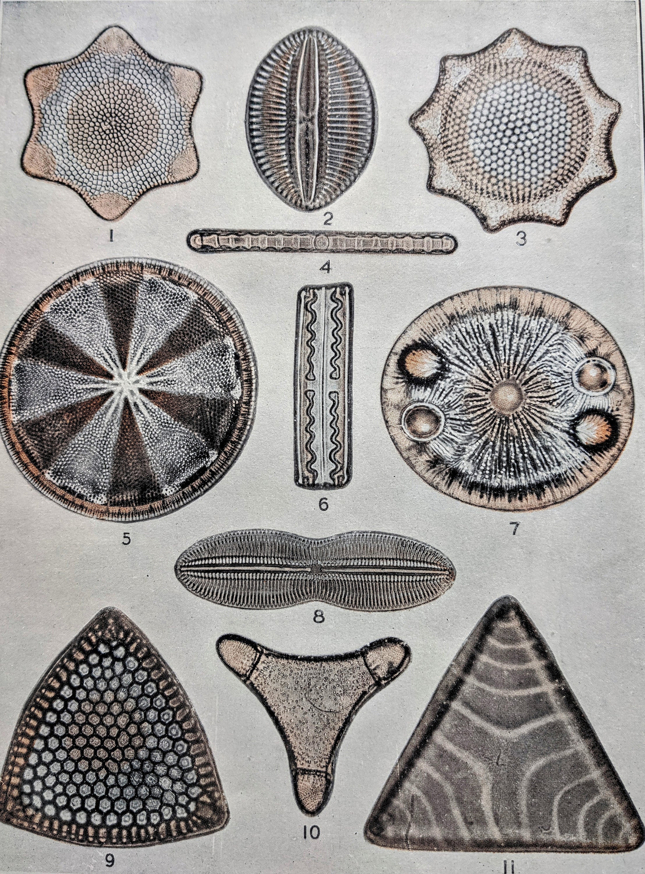 Diatom Drawing