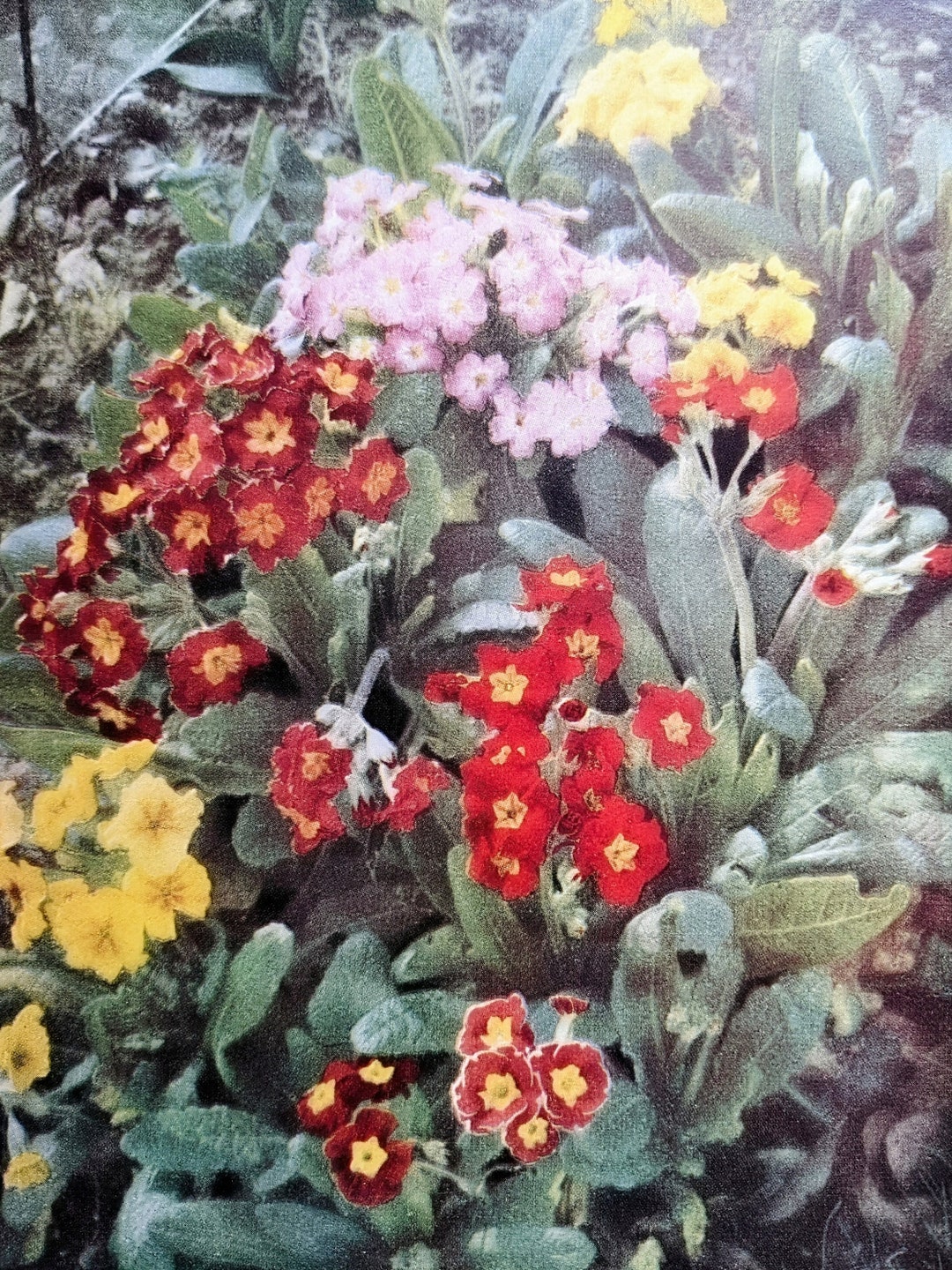 1940 Polyanthus a Riot of Colour in Spring Original Vintage Print ...