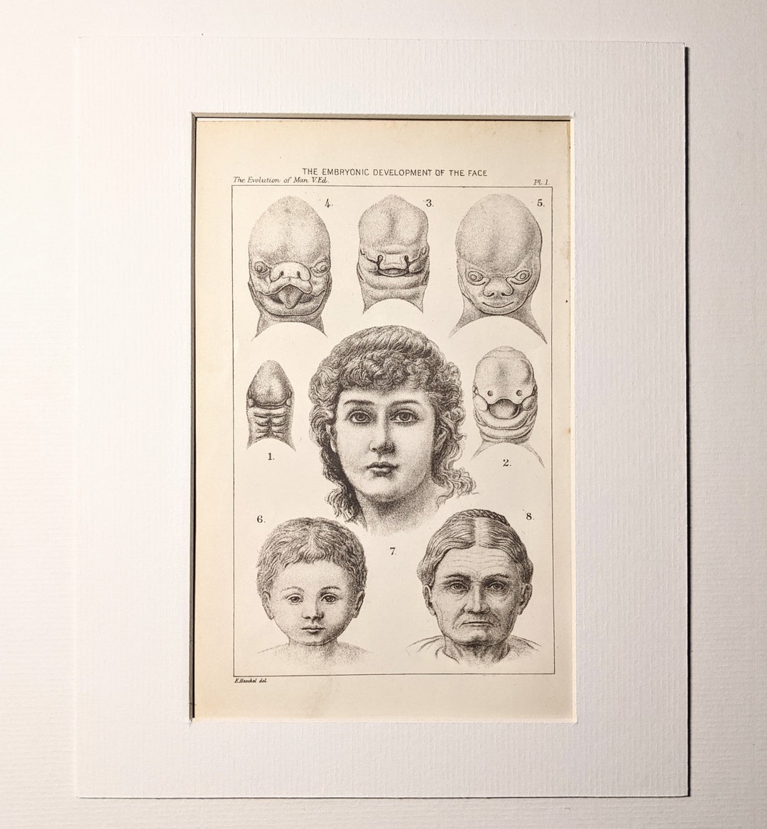 Ernst Haeckel Embryonic Face Development Antique Print - 1910, Matted ...