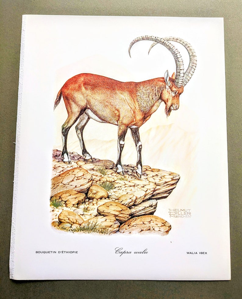 1970 Walia Ibex Vintage Print - Animals in Danger of Extinction ...