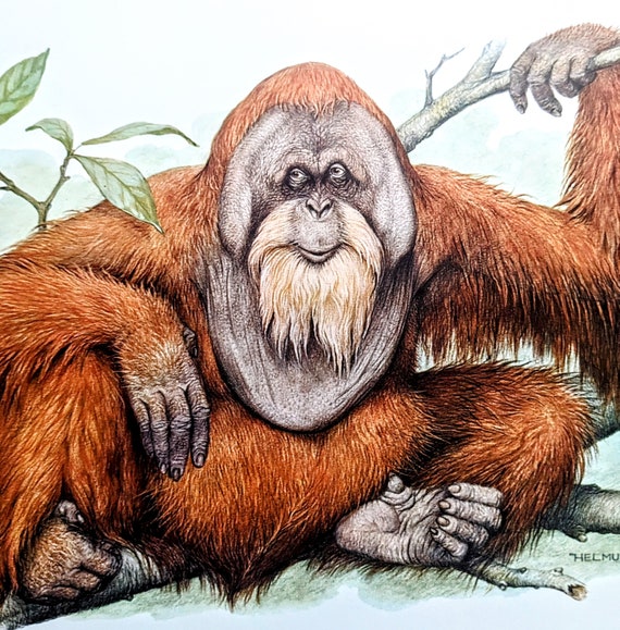 Disegno Di Orango Orango Tango Seduto Immagini Vettoriali Stock