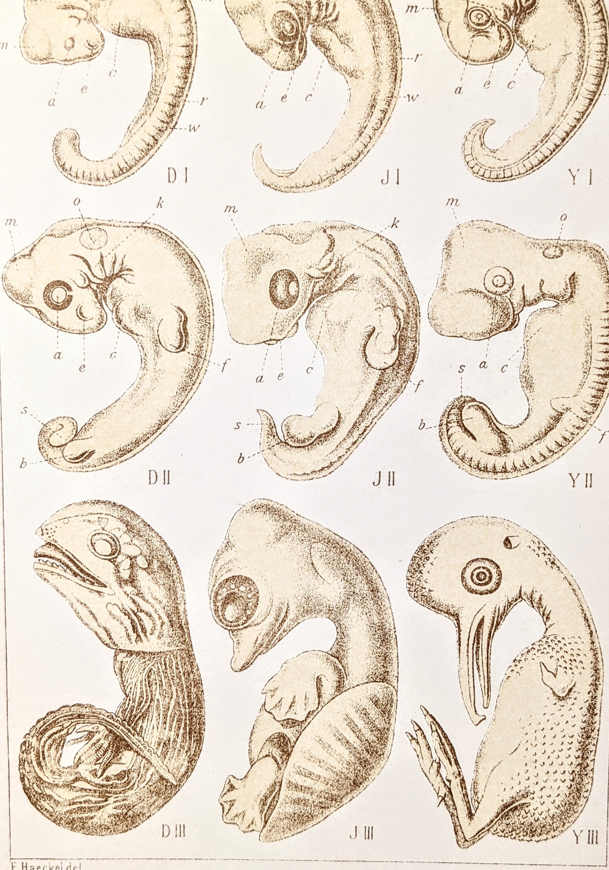 1910 Ernst Haeckel Embryos of Three Sauropsids Antique Print - Etsy