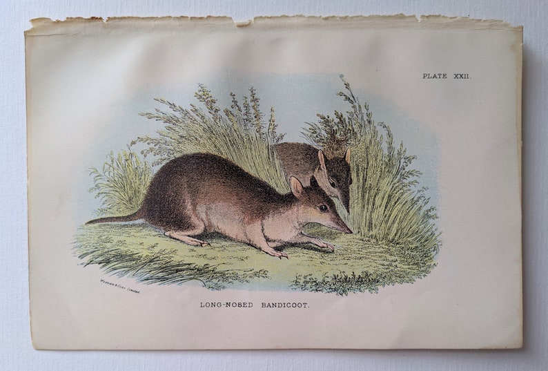 1896 Long - Nosed Bandicoot Original Vintage Print - Natural History ...