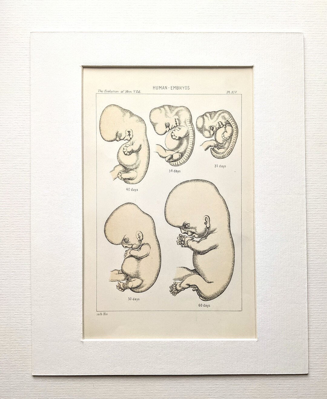 1910 Ernst Haeckel Human Embryos From the Fourth to the Eighth Week ...