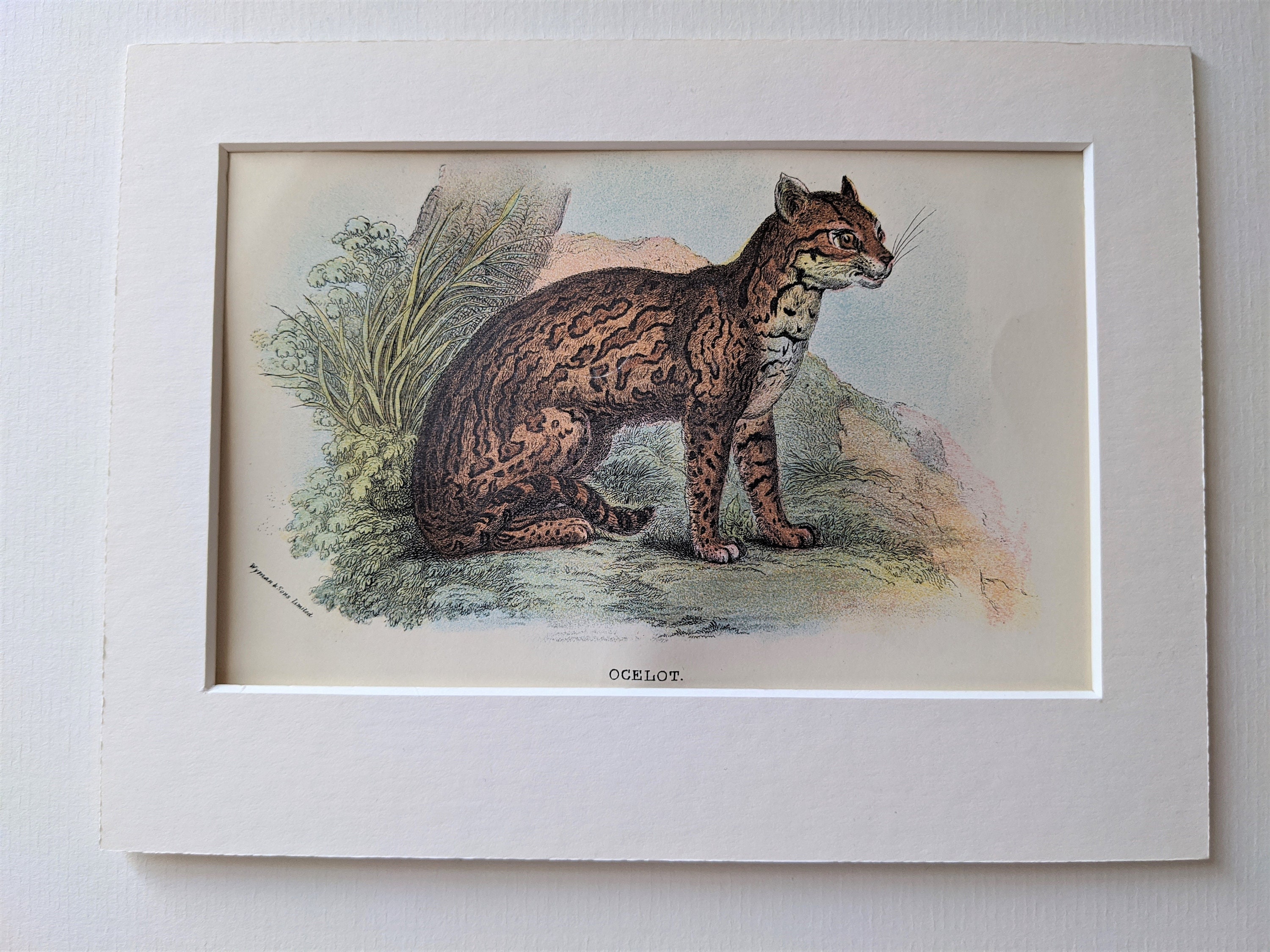 1896 Ocelot Original Vintage Print Natural History Cats Wildlife ...