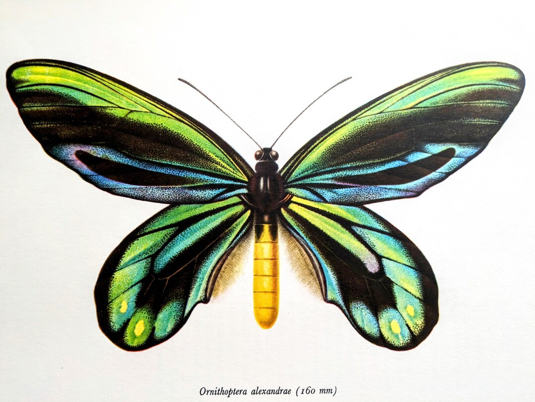 1963 Ornithoptera Alexandrae Queen Alexandra's Birdwing Lithograph ...
