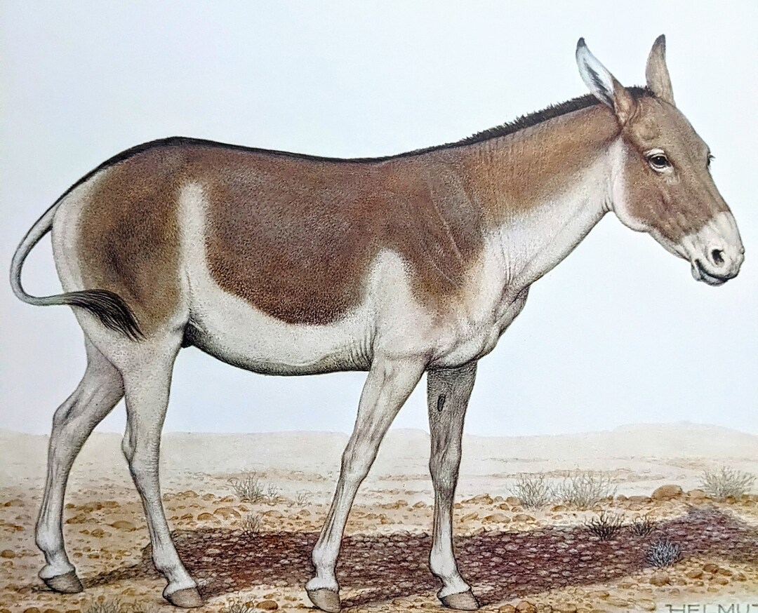 1970 Indian Wild Ass Vintage Print Animals in Danger of Extinction ...