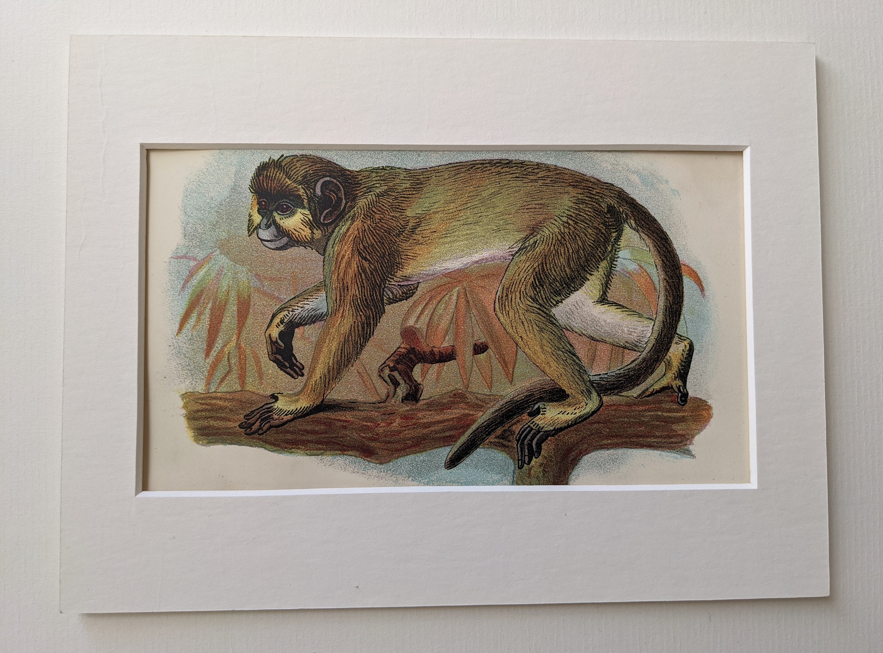 1897 the Talapoin Original Antique Print Primates Natural History ...