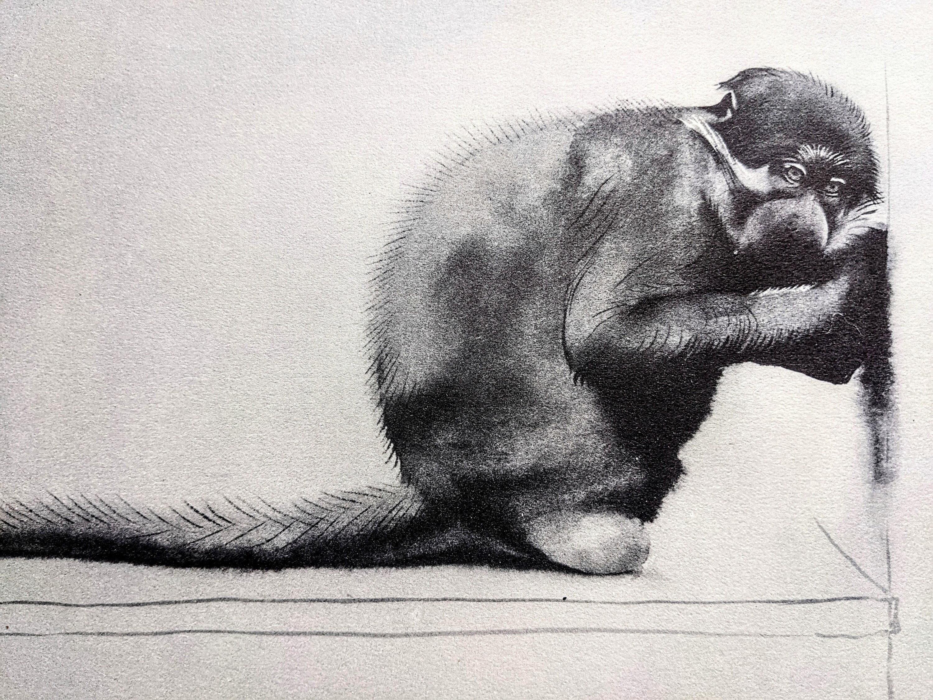 Sooty Mangabey Monkeys