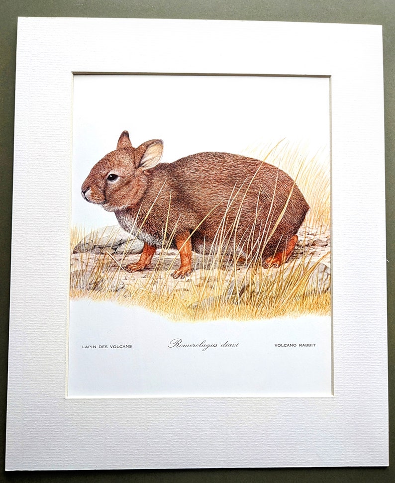 1970 Volcano Rabbit Vintage Print Natural History of - Etsy