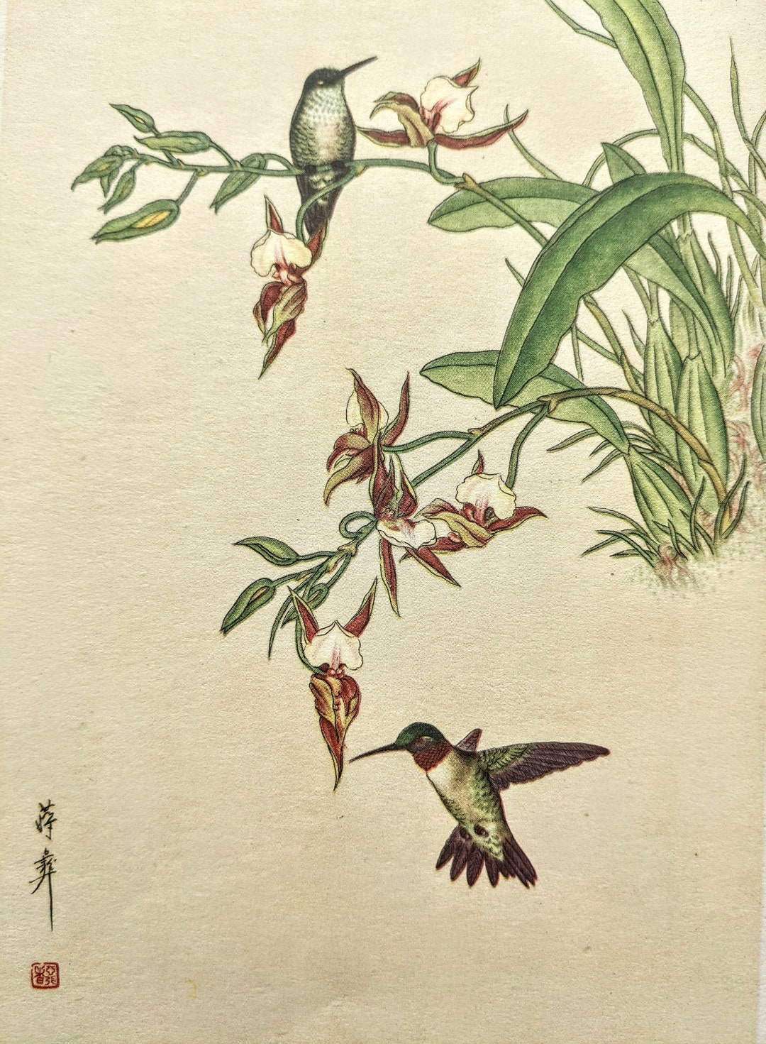 1950 A Chiang Yee Ruby-throated Humming Birds Original Print ...