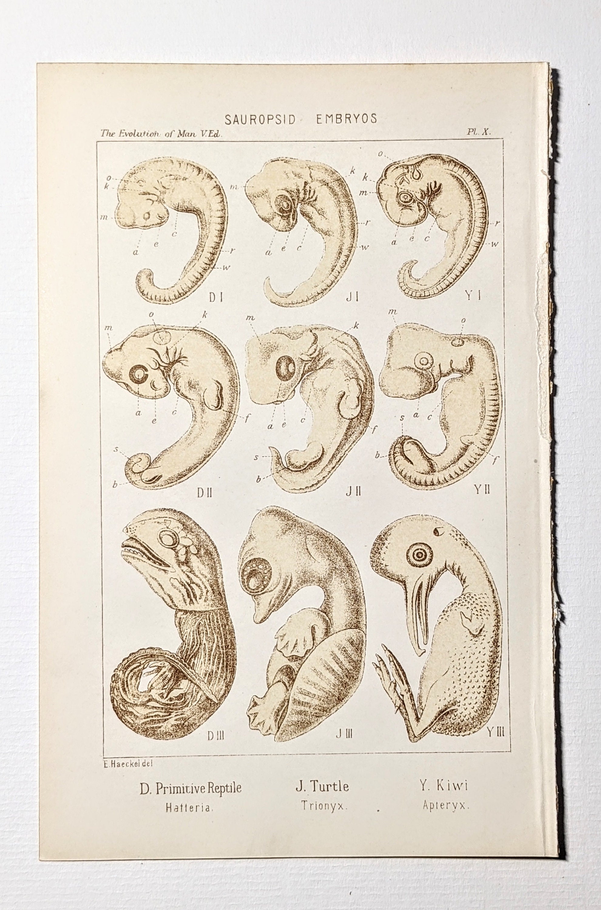 1910 Ernst Haeckel Embryos of Three Sauropsids Antique Print - Stem ...