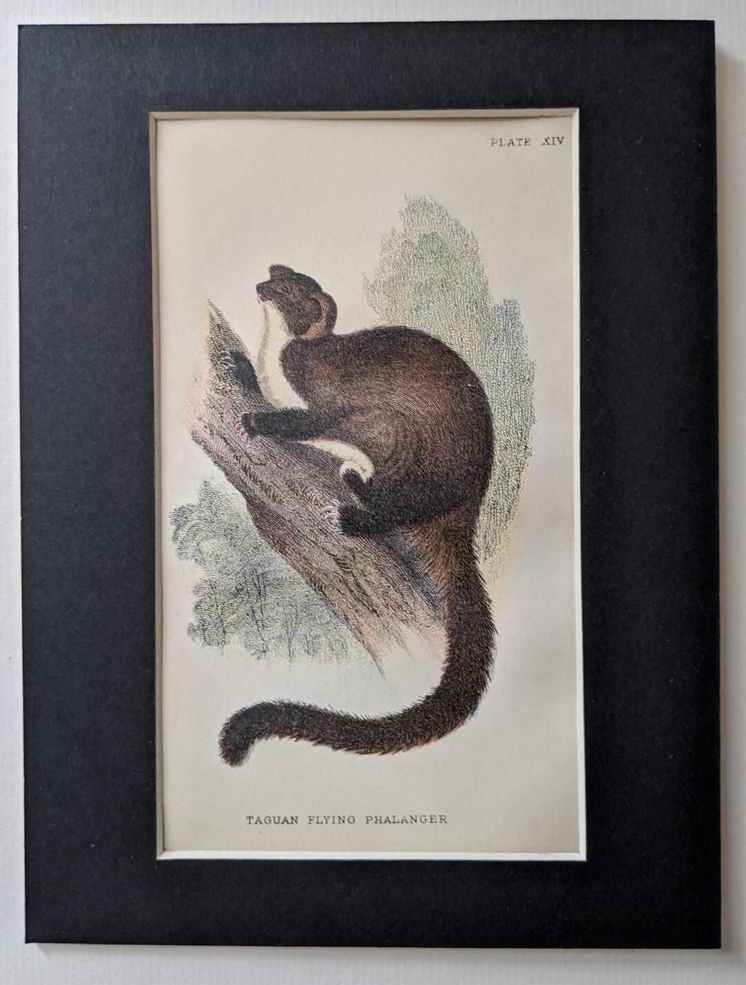 1896 Taguan Flying Phalanger Original Vintage Print - Natural History ...
