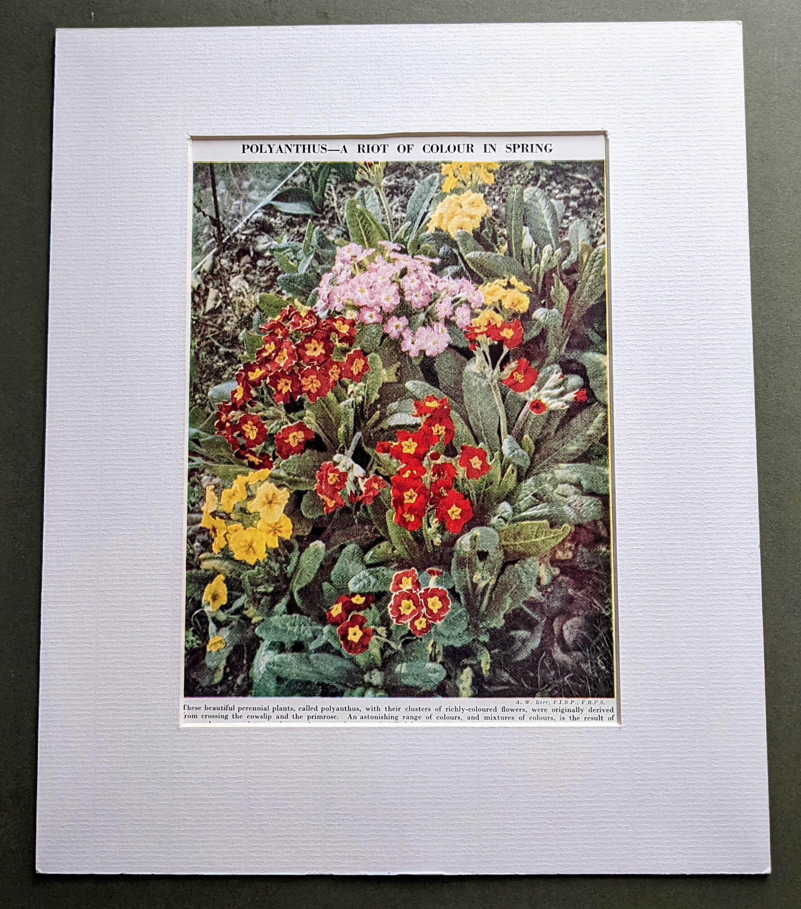 1940 Polyanthus a Riot of Colour in Spring Original Vintage Print ...