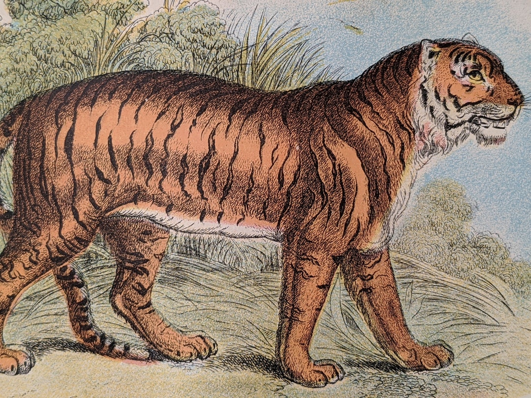 1896 Tiger Original - Vintage Print - Natural History - Cats - Wildlife ...