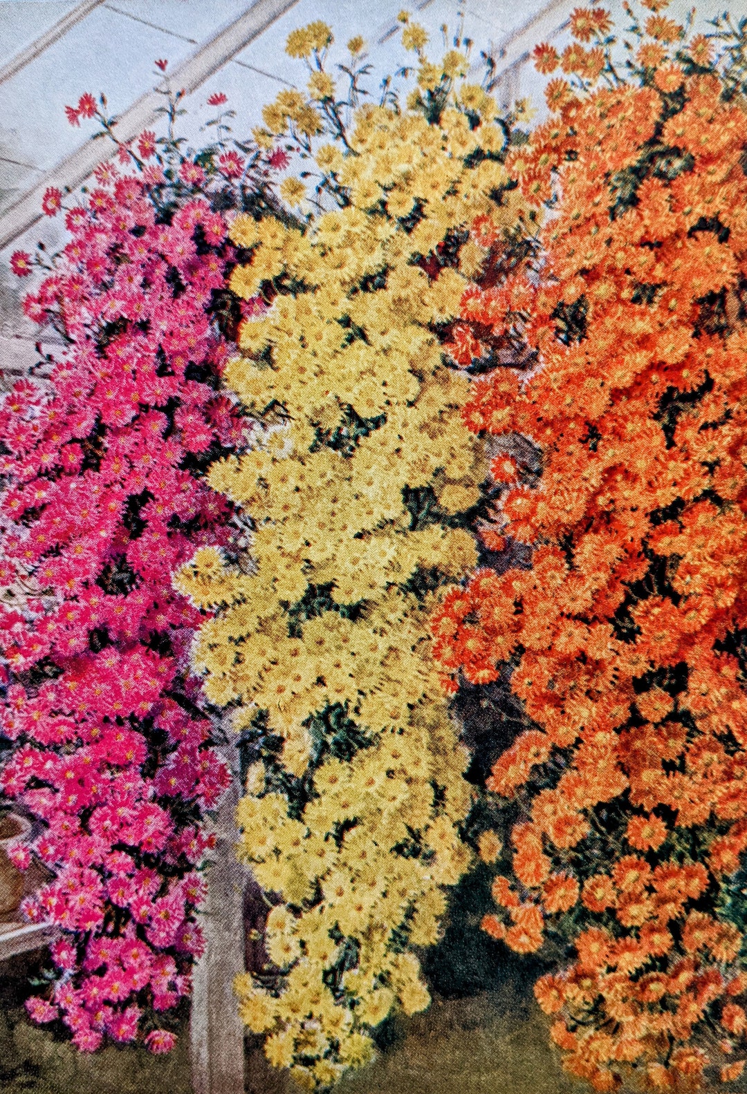 1951 Single-flowered " Cascade " Chrysanthemums Original Vintage Print ...
