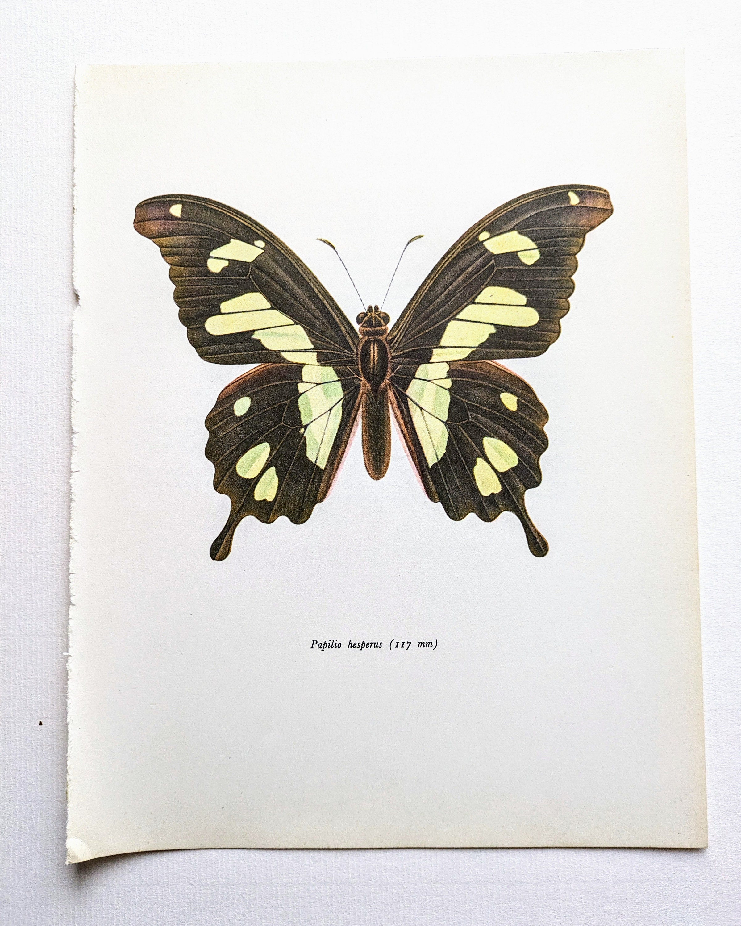 1963 Papilio Hesperus Vintage Butterfly Print Lithograph Butterflies ...