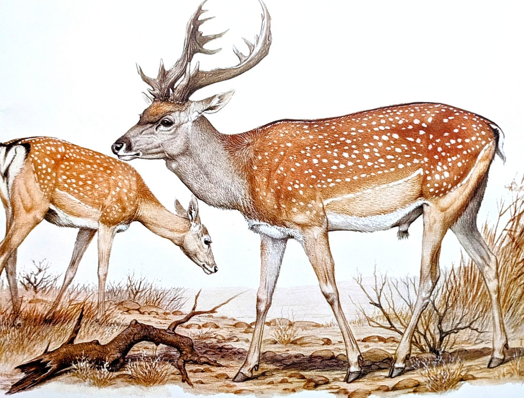Persian Fallow Deer Map